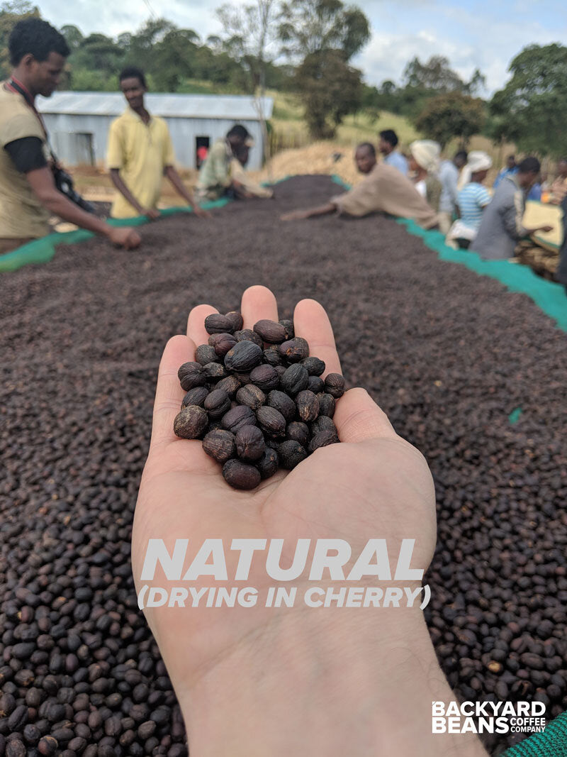 More than a hype: natural processed coffees. – Caffenation Specialty ...